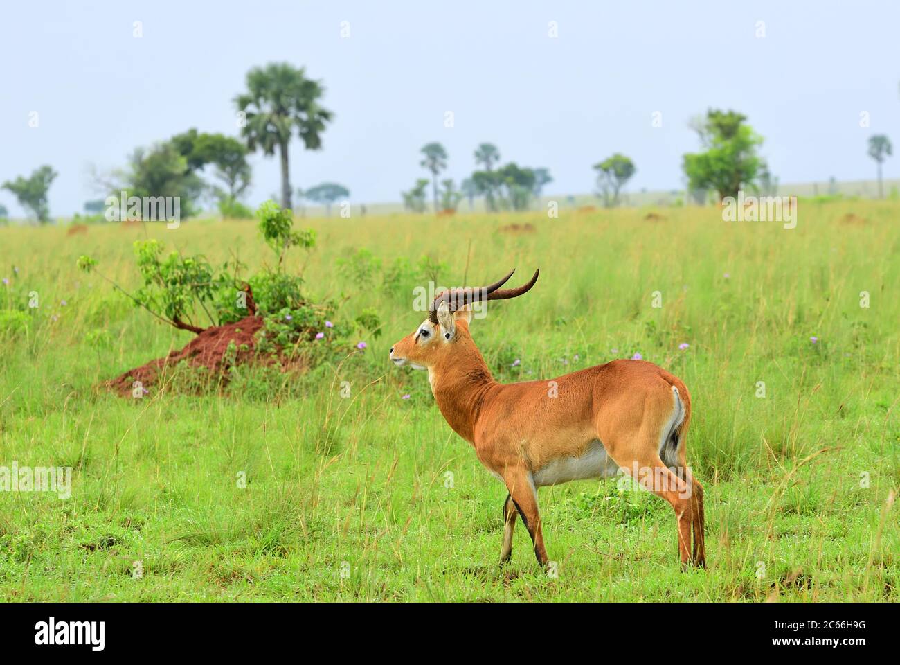 Antelope reedbuck in the Murchison Falls national park at dawn, Uganda ...