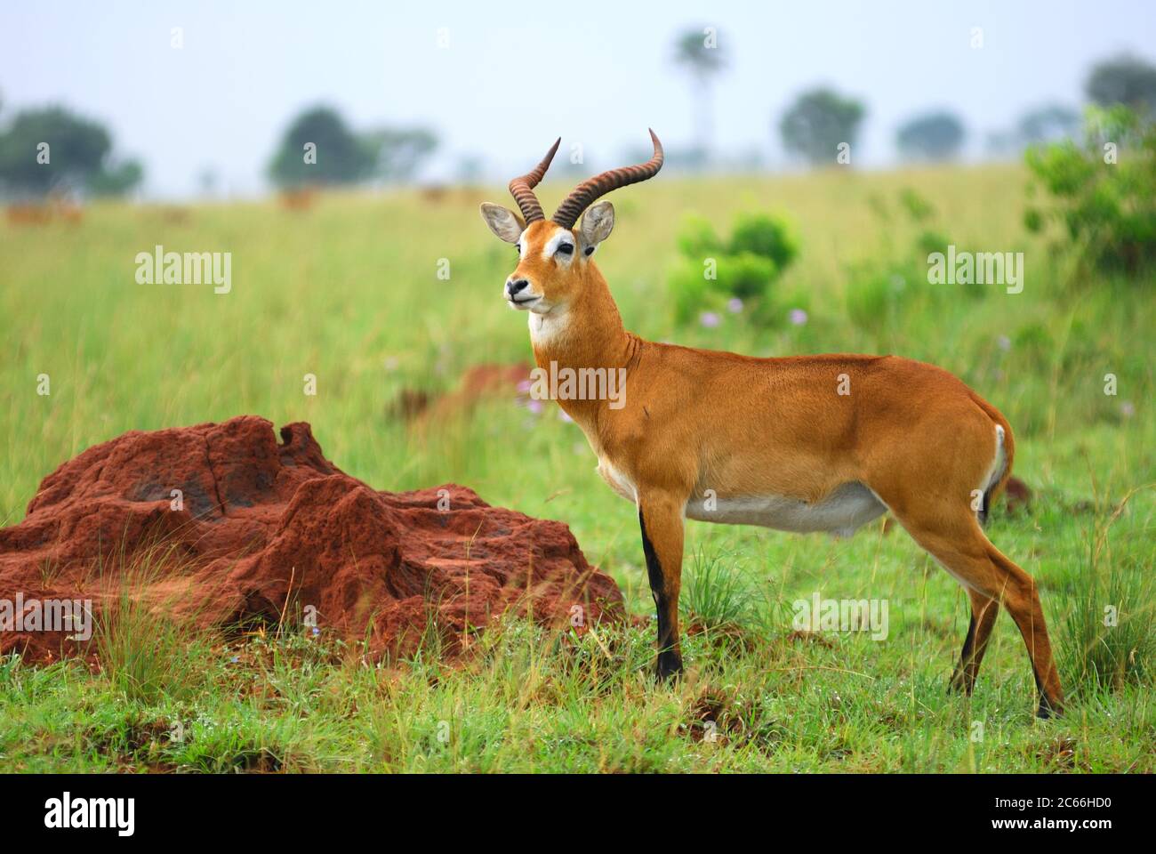 African antelope Kob (Kobus kob) in the Murchison Falls national park ...