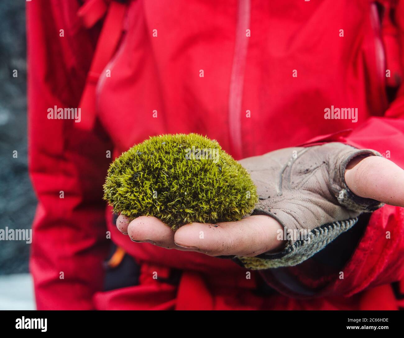 Hand holding a glacier mouse, a ball of naturally occurring moss found ...