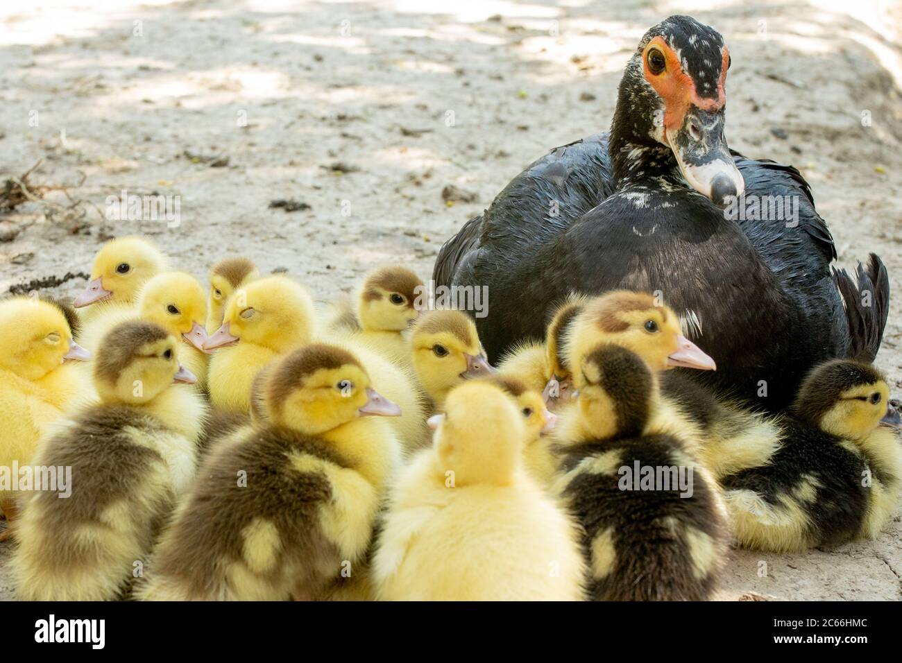 Mother duck with her ducklings. There are many ducklings following the ...