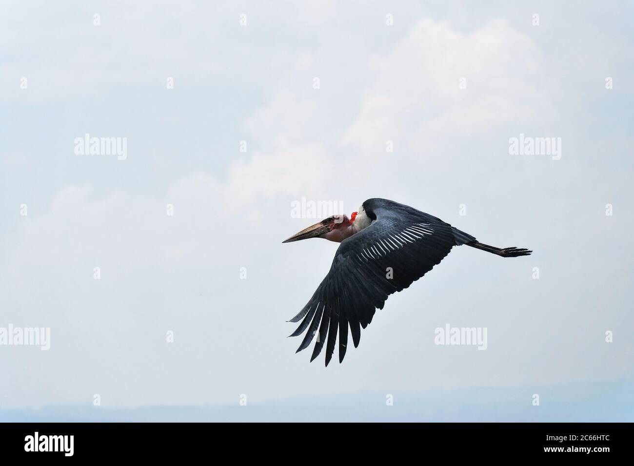 Flying marabou stork in blue sky, Kenya Stock Photo - Alamy