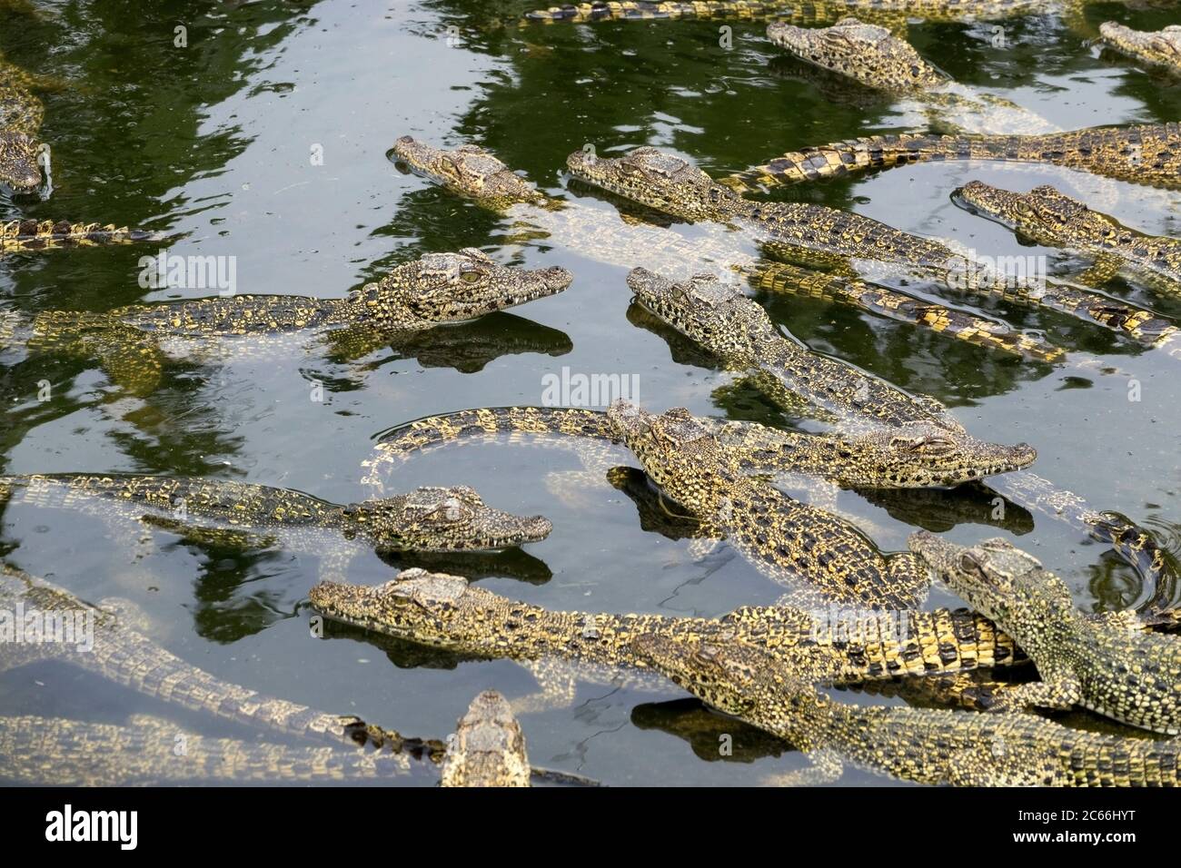 Cuba, Cienfuegos, Cuba, Playa Larga, crocodile farm, basin, breeding ...
