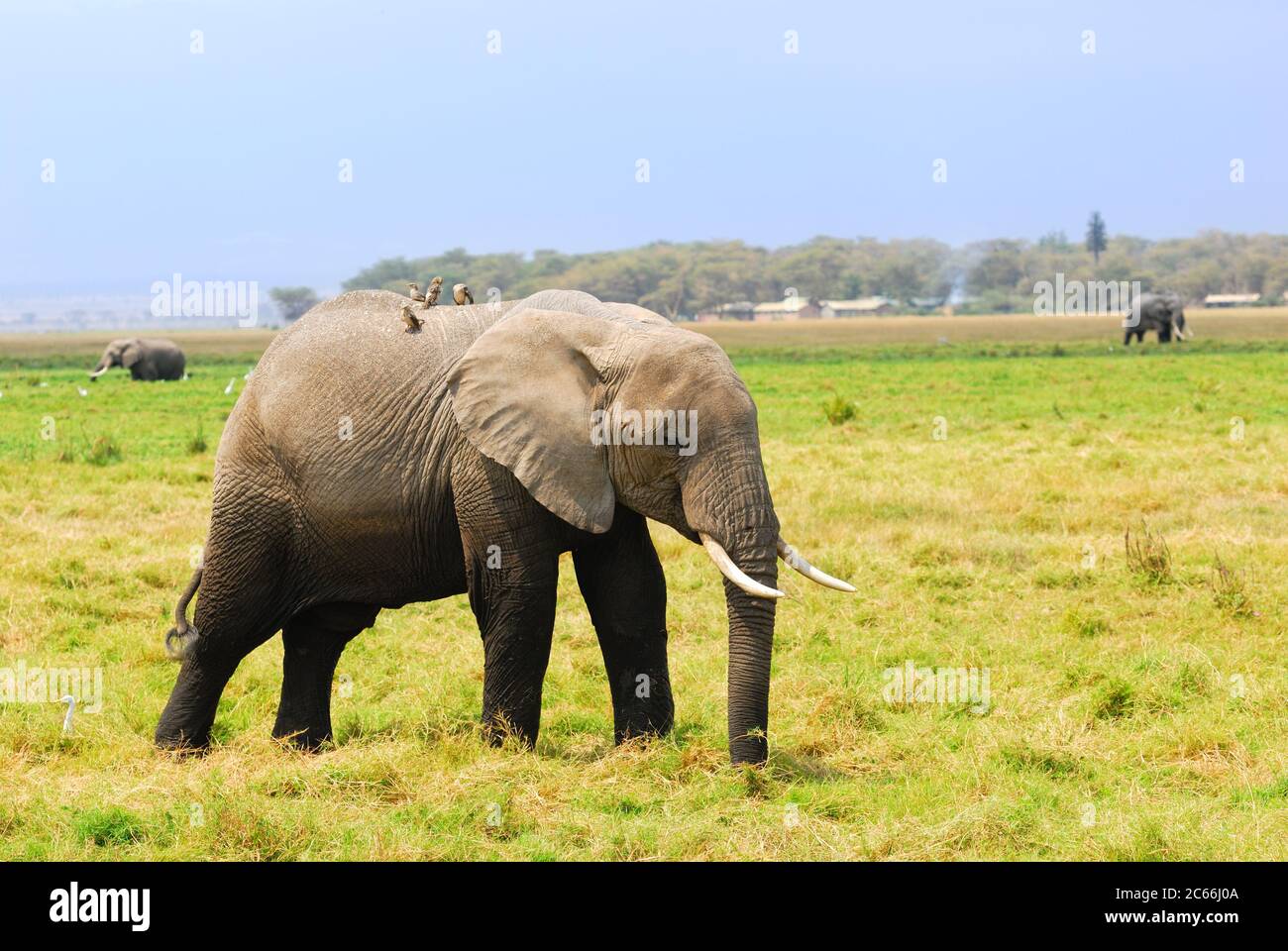 Adult African elephant in the swamp Stock Photo - Alamy