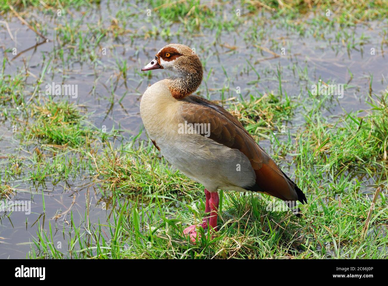 African swamp hi-res stock photography and images - Alamy
