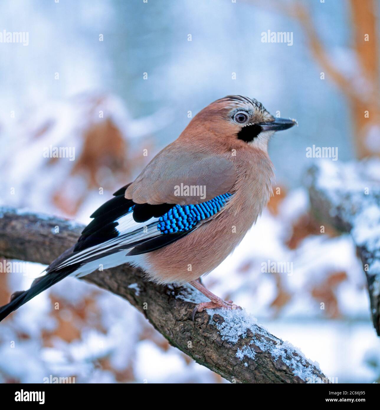 Jay bird oak hi-res stock photography and images - Alamy