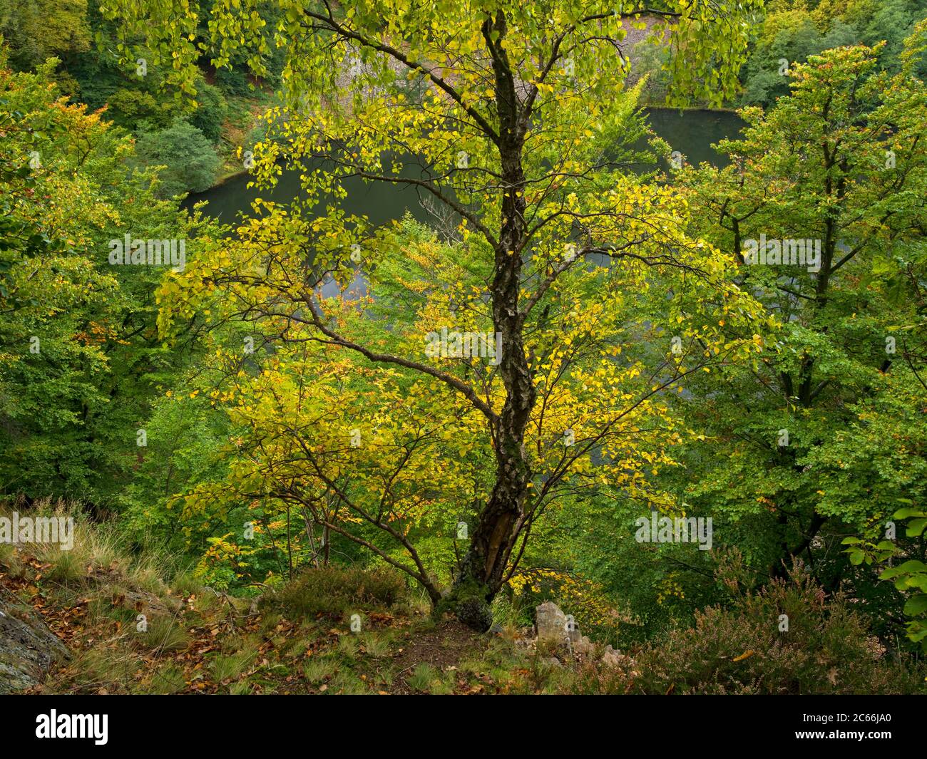 Europe, Sweden, Scania, Söderasen National Park, birch tree on funnel ...
