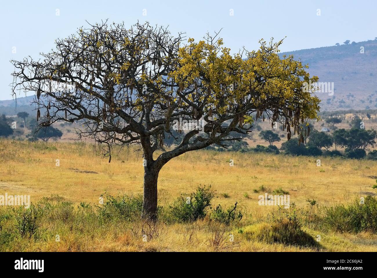 Kigelia pinnata hi-res stock photography and images - Alamy