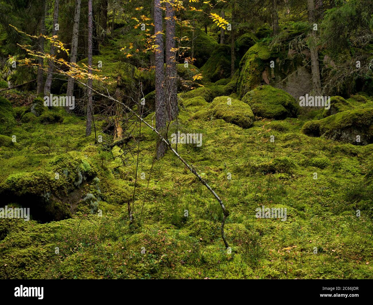 Boulders kiefer hi-res stock photography and images - Alamy