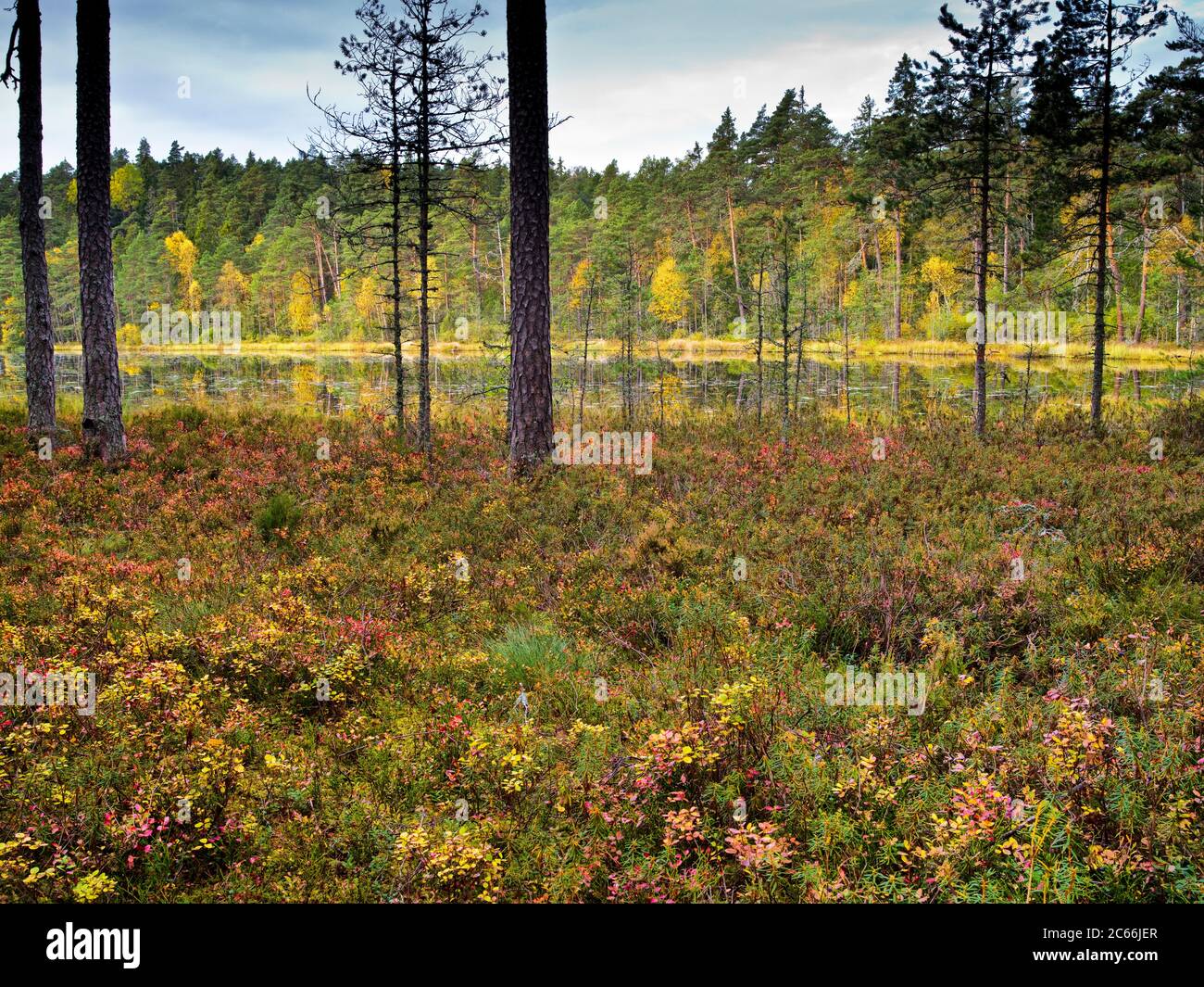 Smaland granite hi-res stock photography and images - Alamy