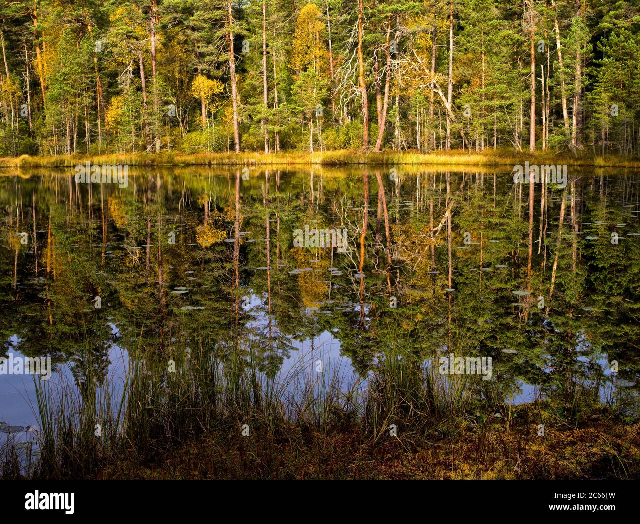 Europe, Sweden, Smaland, Norra Kvill National Park, quiet forest lake ...