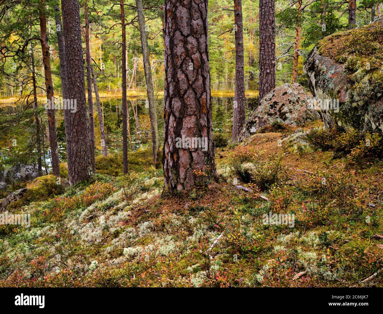 Smaland granite hi-res stock photography and images - Alamy