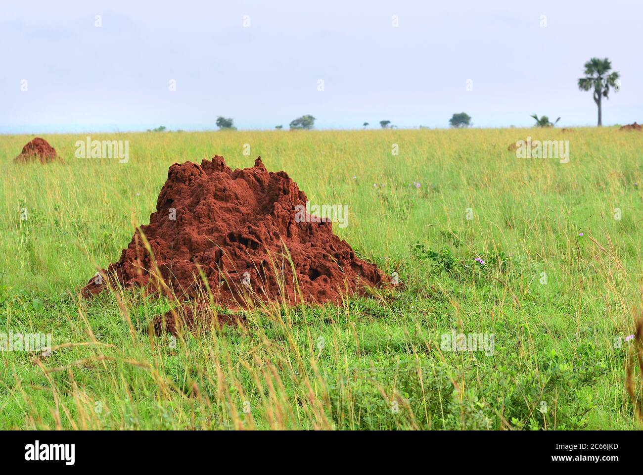 Beautiful landscape with big red termite mound in Murchison Falls ...