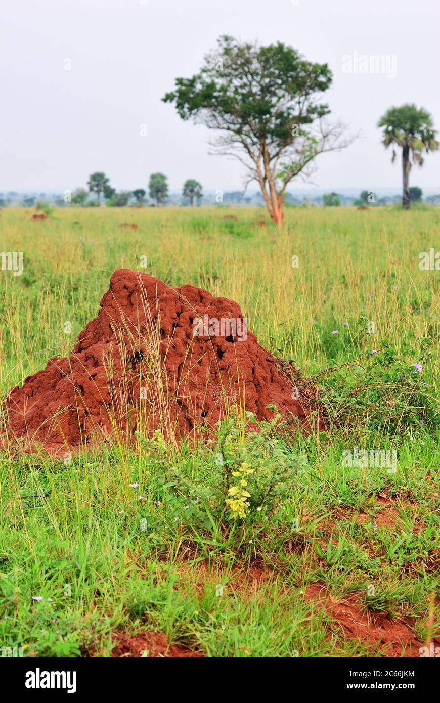 Big termite mound in the Murchison Falls national park shown at sunrise ...