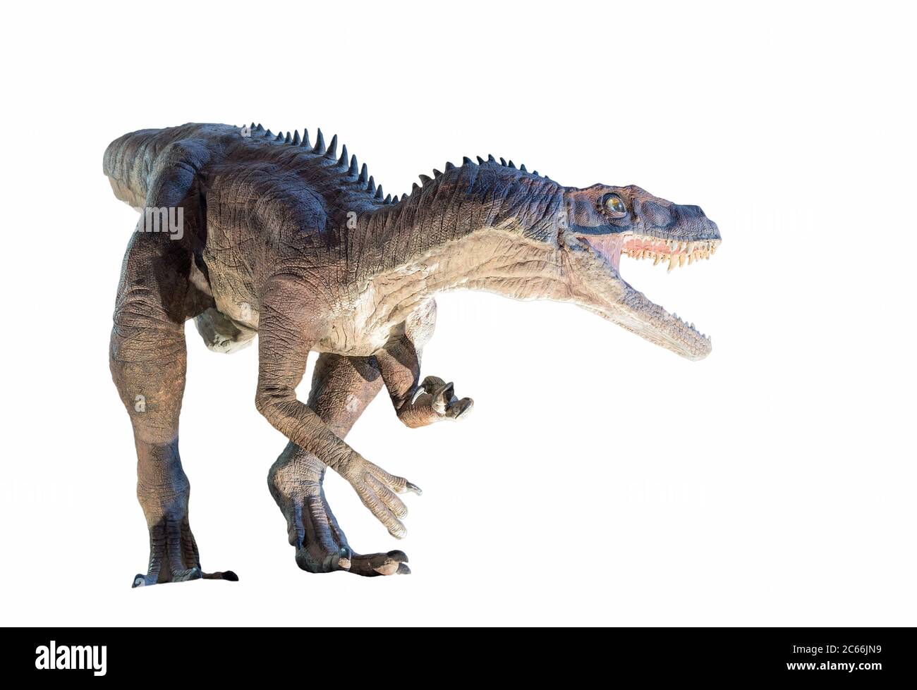 Restoration of a Herrerasaurus (Herrerasaurus ischigualastensis ...