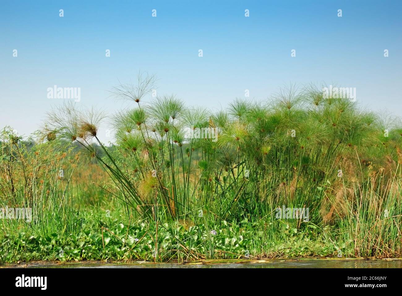 Thicket of the papyrus on the shore Victoria Nile Stock Photo - Alamy