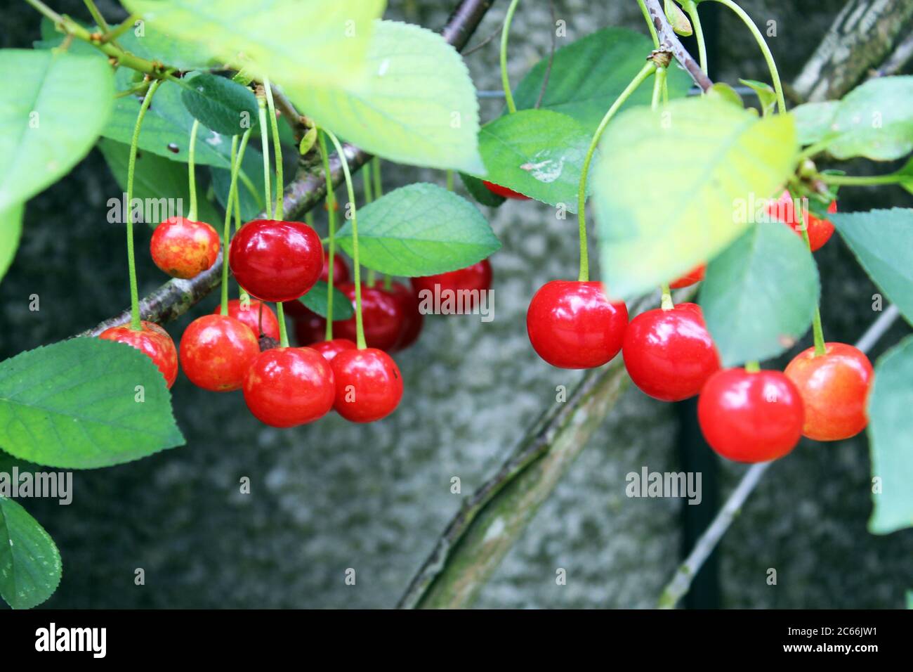 Growing Red Cherries Stock Photo - Alamy