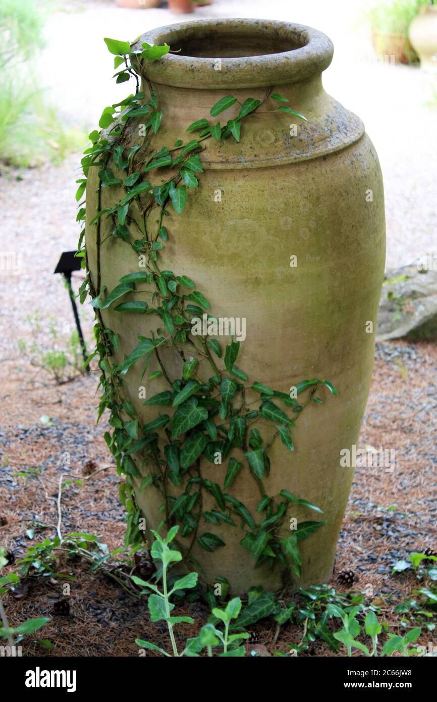 Old pot with plant hi-res stock photography and images - Alamy