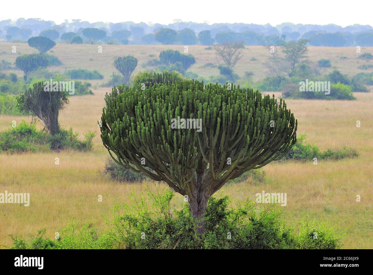Euphorbia ingens, Candelabra Tree, African Milk Tree, Candelabra Cactus ...