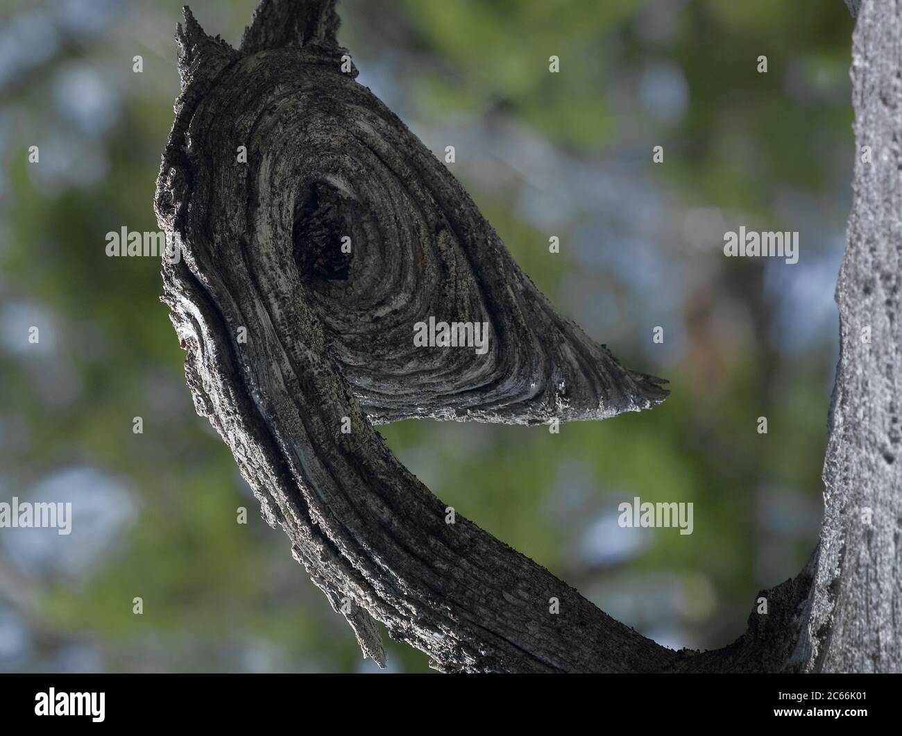 Tree branch texture hi-res stock photography and images - Alamy