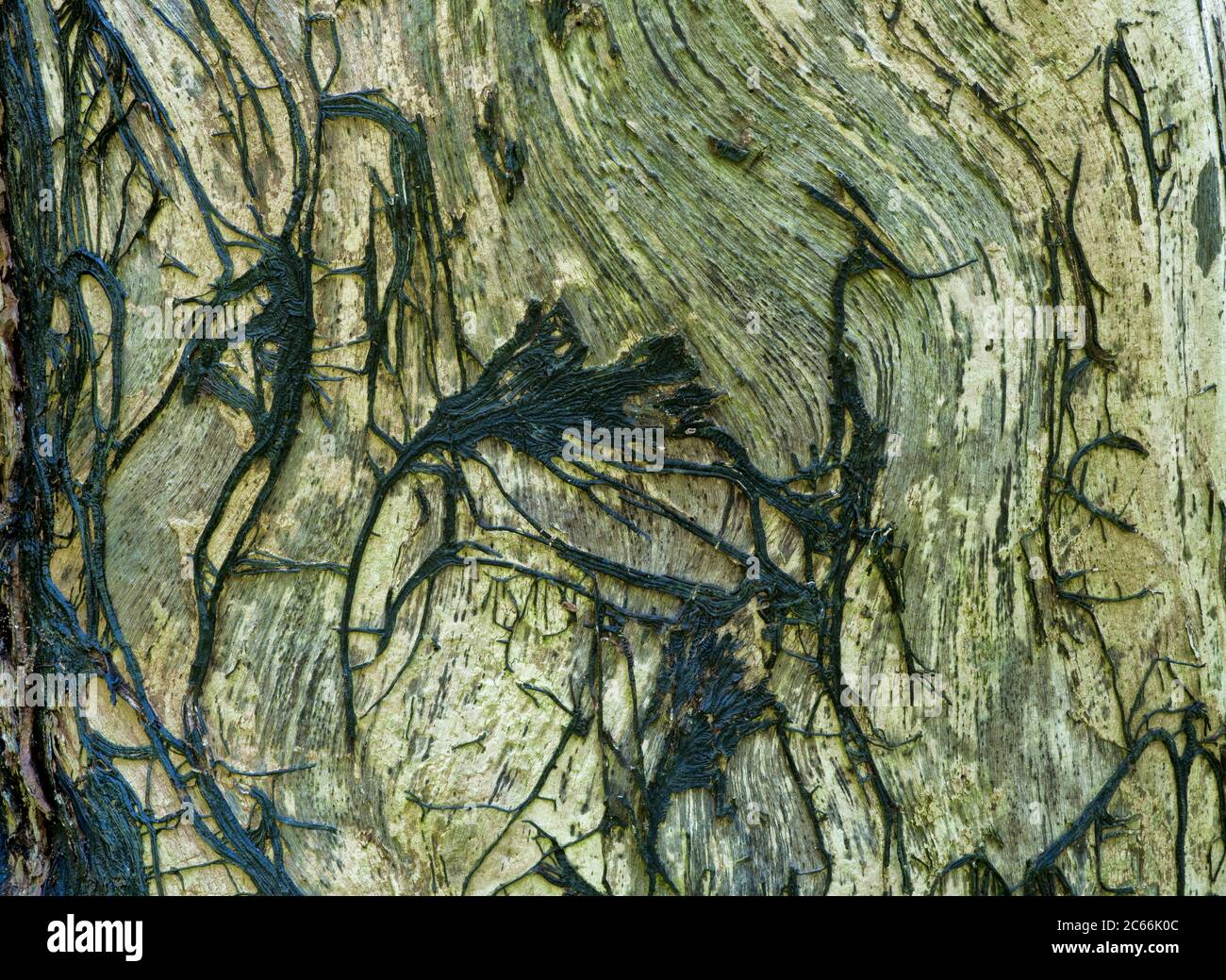 Europe, Sweden, Scania, Dalby Söderskog National Park, trunk of a dead ...