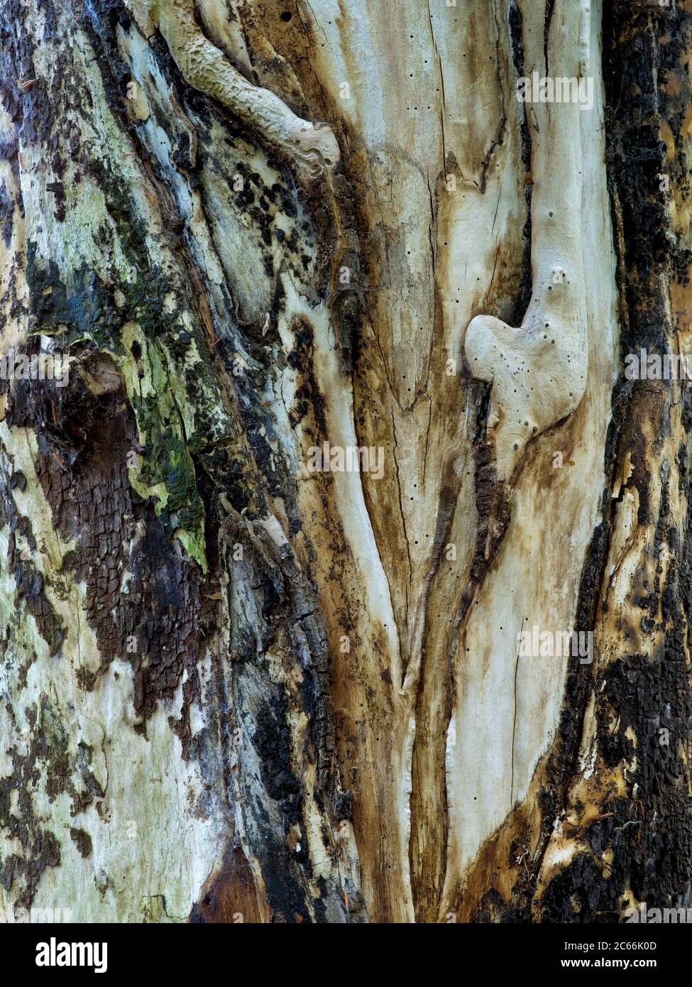 Europe, Sweden, Scania, Dalby Söderskog National Park, trunk of a dead ...