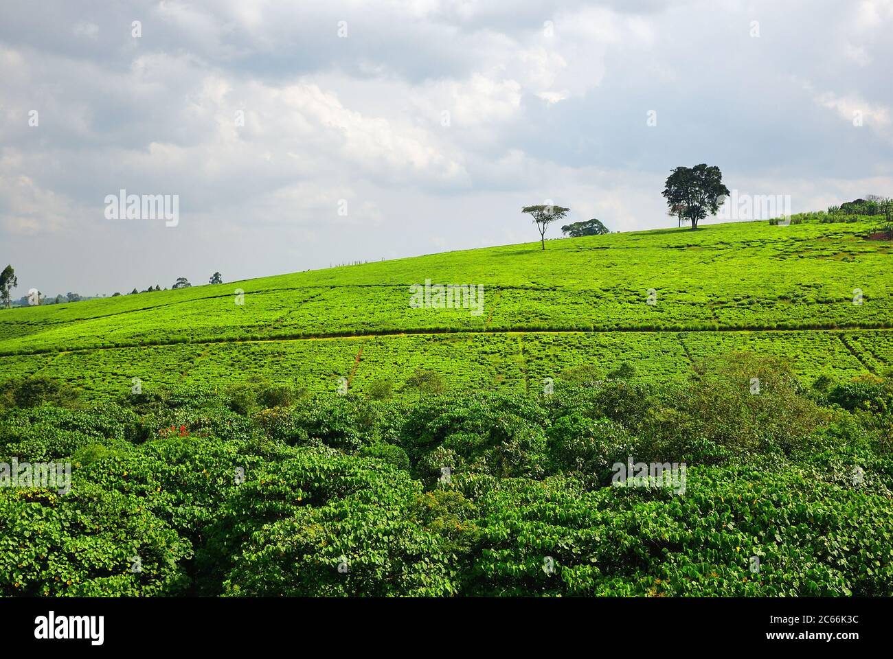 A tea plantation at dawn. Rural landscape, Uganda, Africa Stock Photo ...