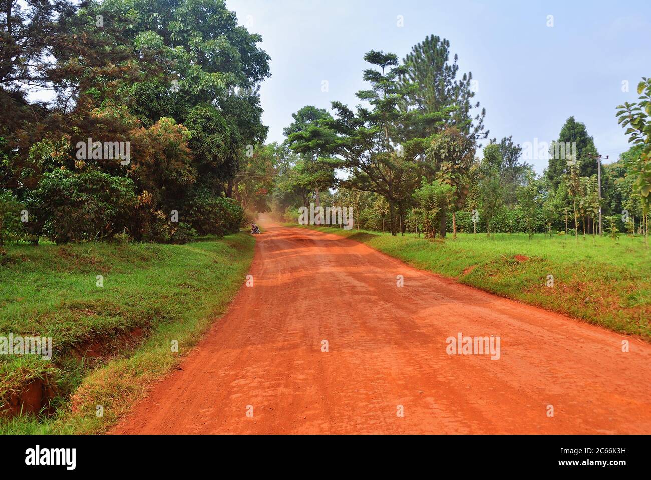 Empty road in jungle night hi-res stock photography and images - Alamy