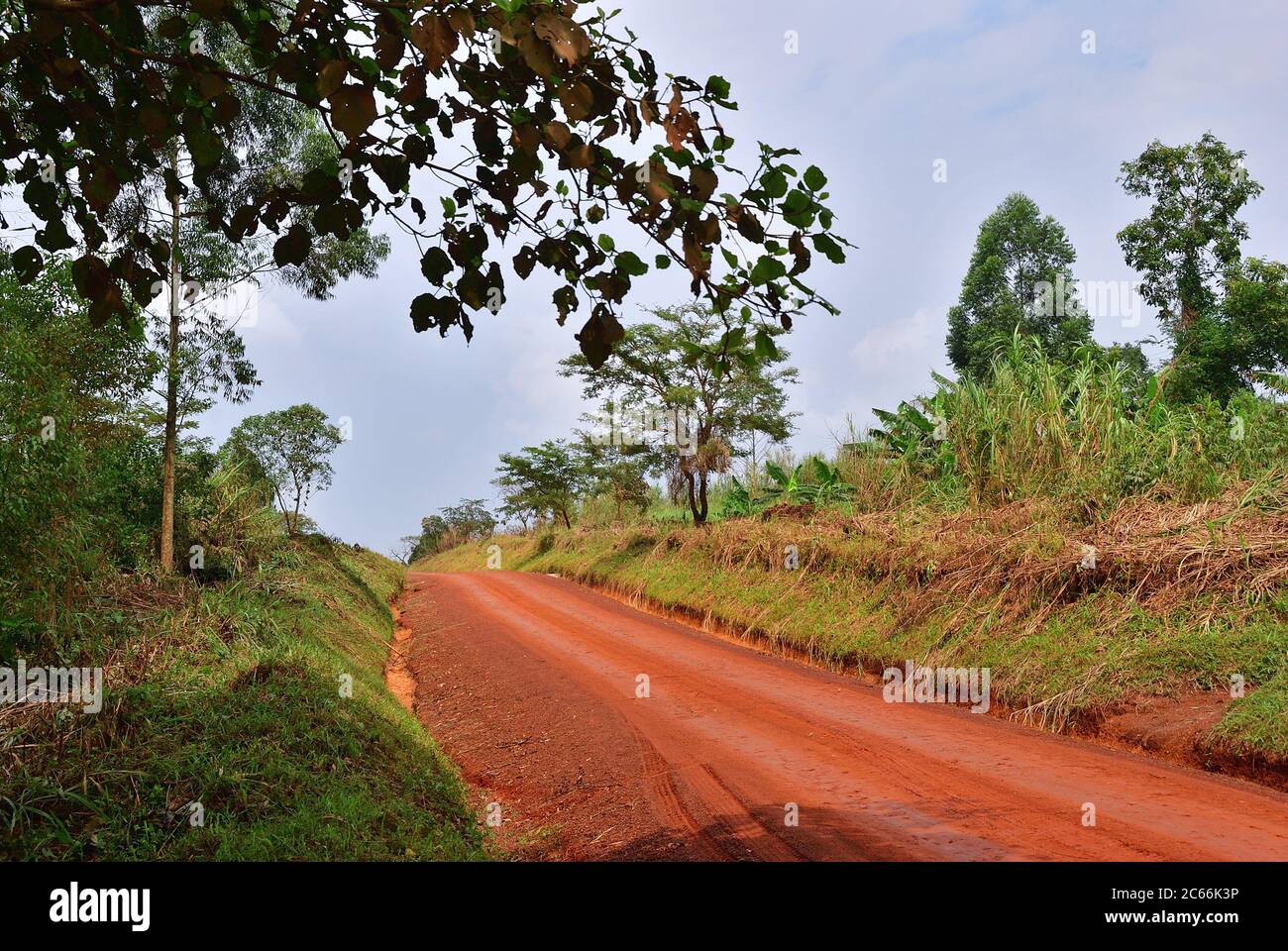 Jungle Africa At Night