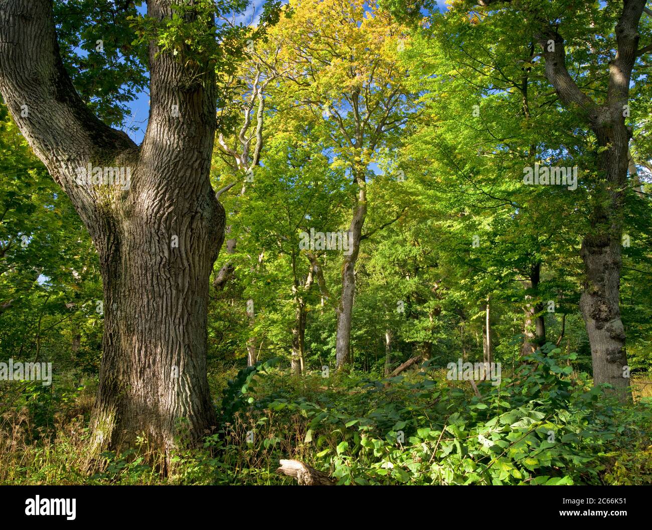 Europe, Sweden, Scania, Dalby Söderskog National Park, oak and maple ...