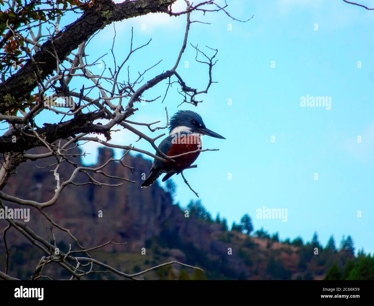 Red-and-blue bird sitting on a bare tree, Argentina Stock Photo - Alamy