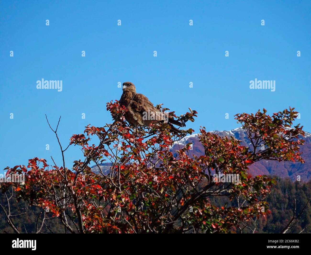 Nanco bird hi-res stock photography and images - Alamy