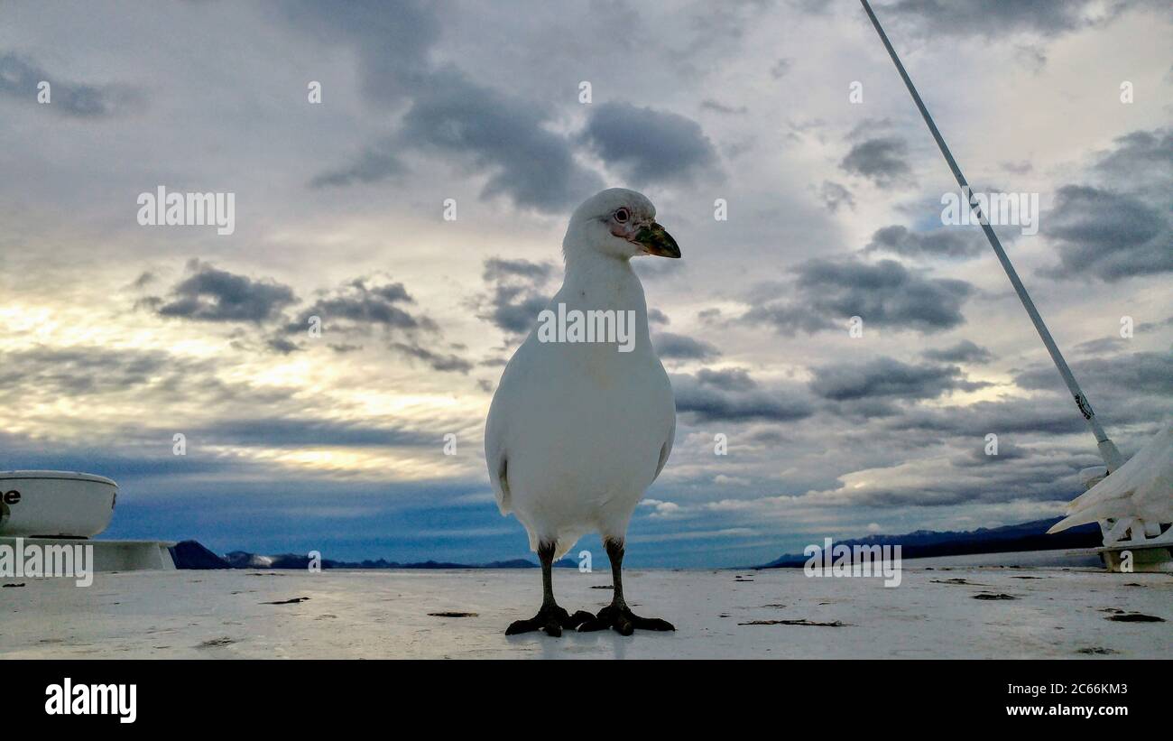 Picture of a seagull hi-res stock photography and images - Alamy
