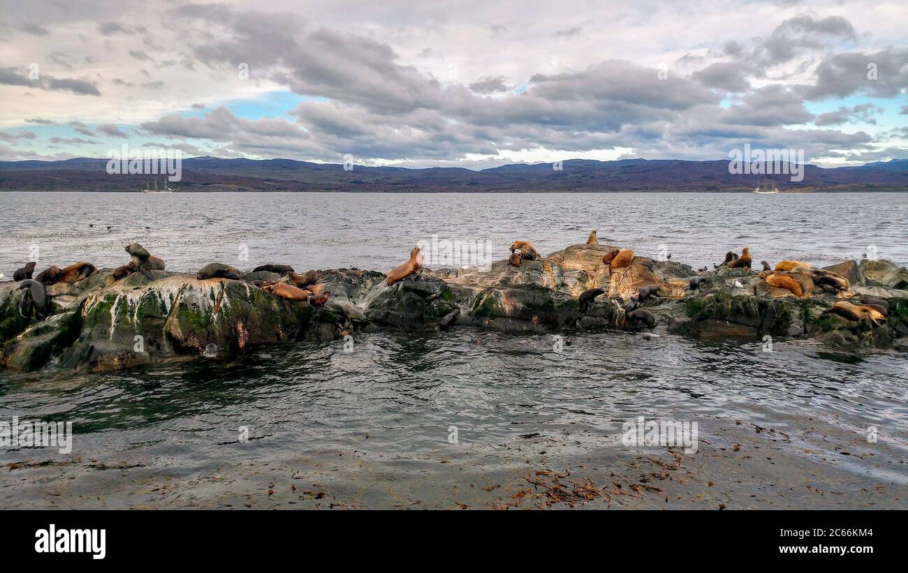 Beagle channel seals hi-res stock photography and images - Alamy