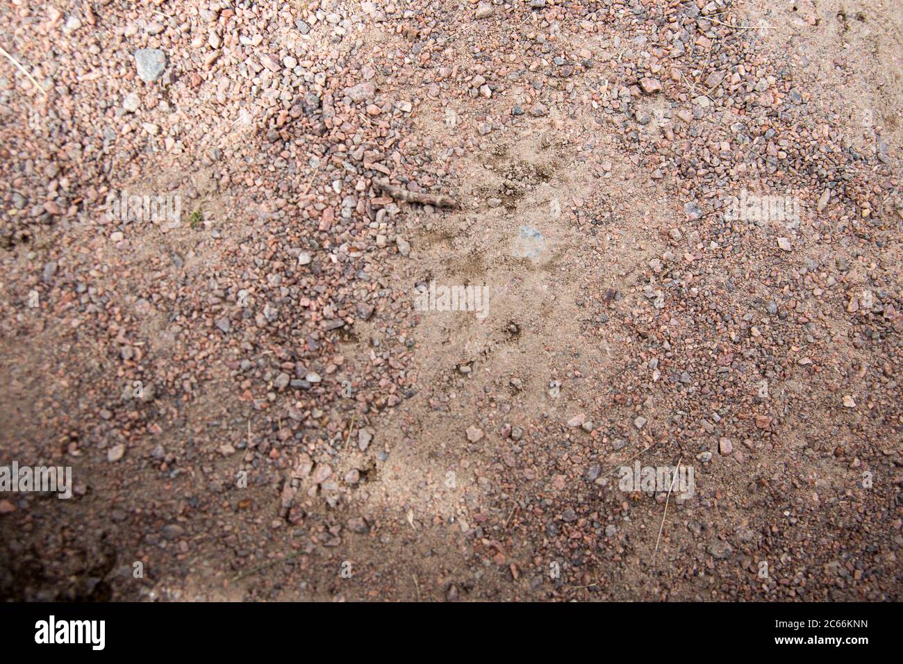 Texture of the soil light color content Stock Photo - Alamy