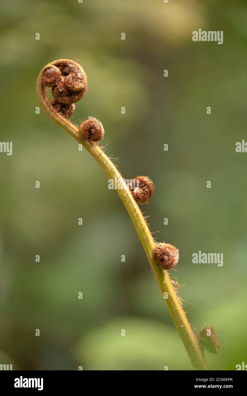 Tree fern (Cyatheales) sprout, Doi Inthanon, Chiang Mai, Thailand Stock ...