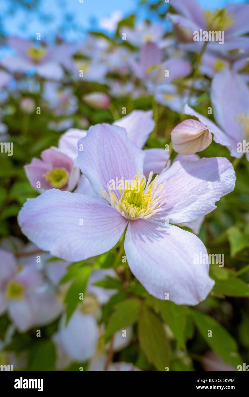 Flowering clematis Clematis, (Clematis montana), ornamental form of ...