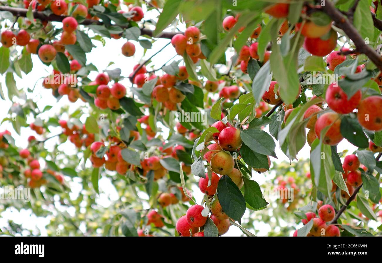 Mini apple tree hi-res stock photography and images - Alamy