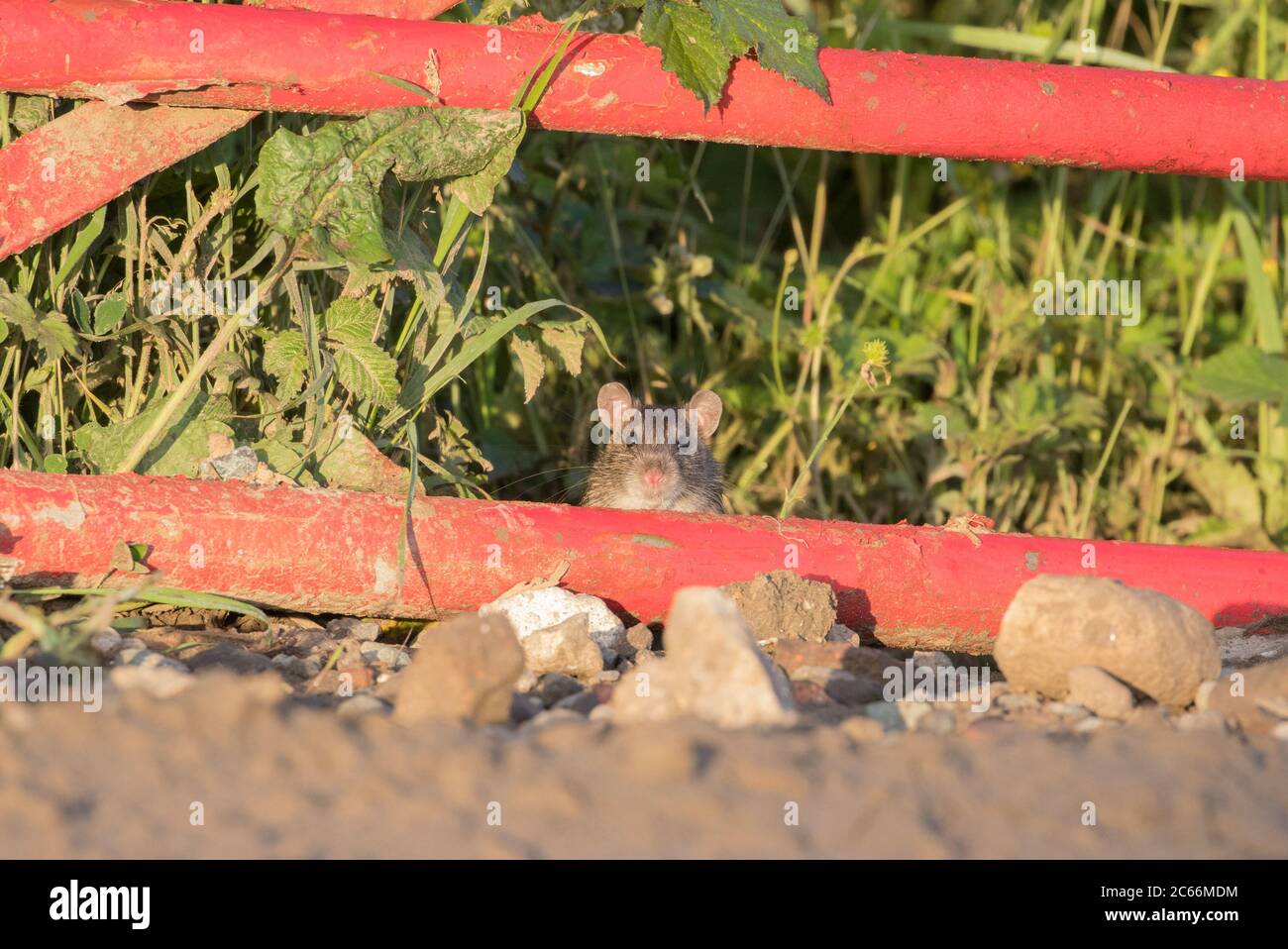 Brown rat, Haddockstones, Harrogate, North Yorkshire Stock Photo - Alamy