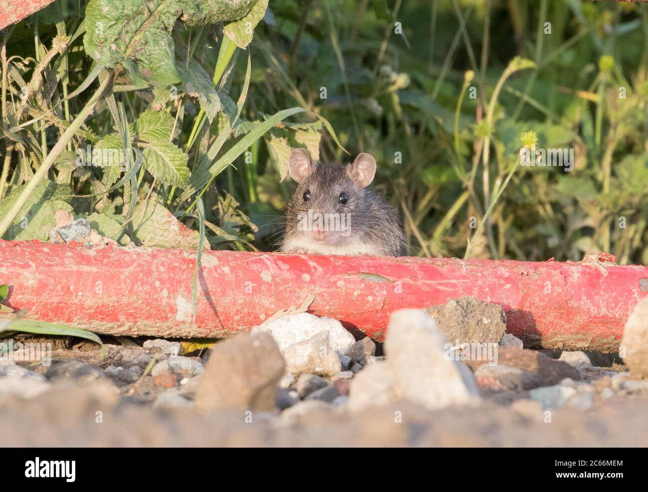 Brown Rat Uk Farm High Resolution Stock Photography and Images - Alamy