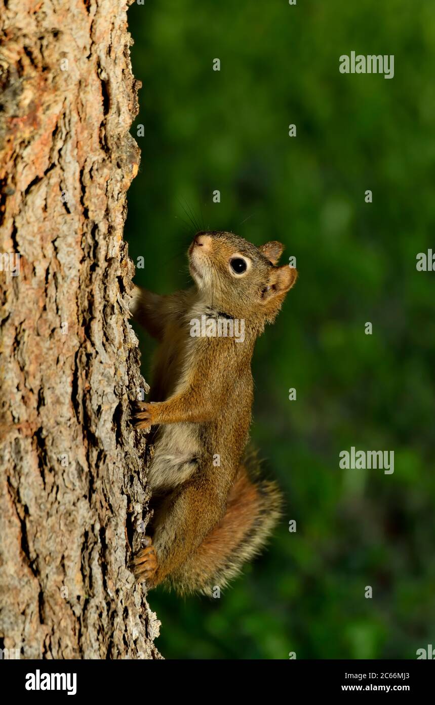 Animal climbing tree hi-res stock photography and images - Alamy