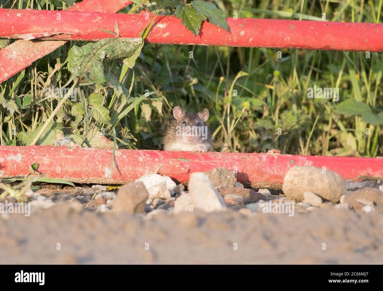 Brown rat, Haddockstones, Harrogate, North Yorkshire Stock Photo - Alamy