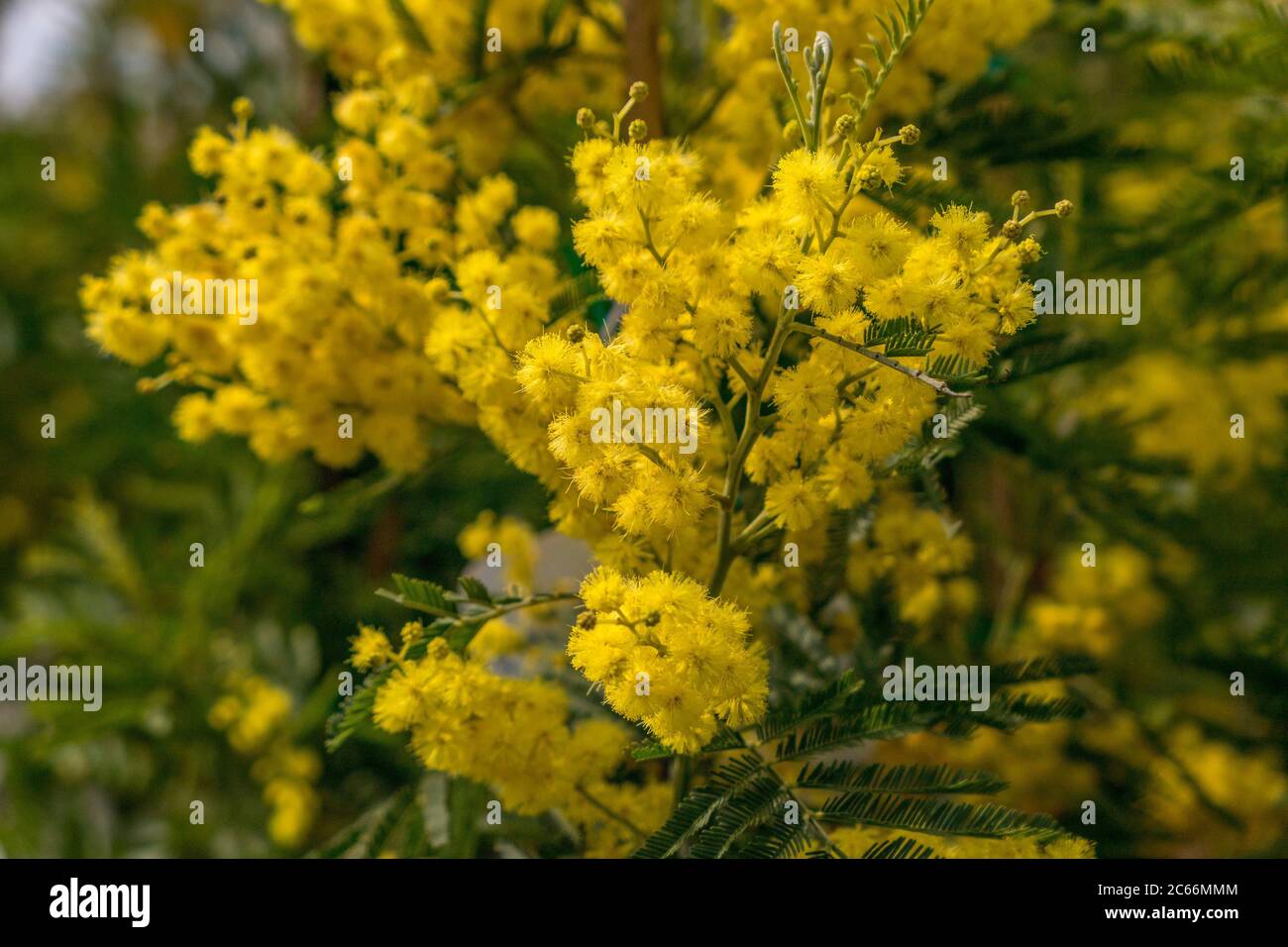 Flowering mimosa (Mimosa sp.) In the garden, Lake Garda, Italy, Europe ...