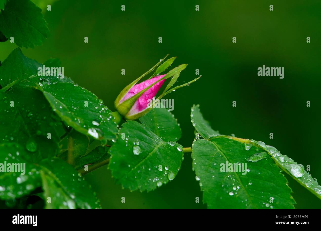 Alberta wild rose hi-res stock photography and images - Alamy