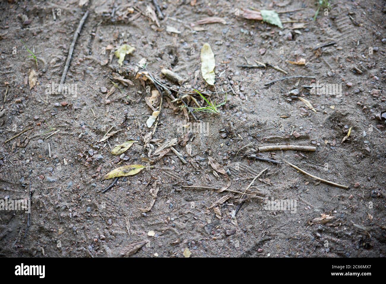 Texture of the soil light color content Stock Photo - Alamy