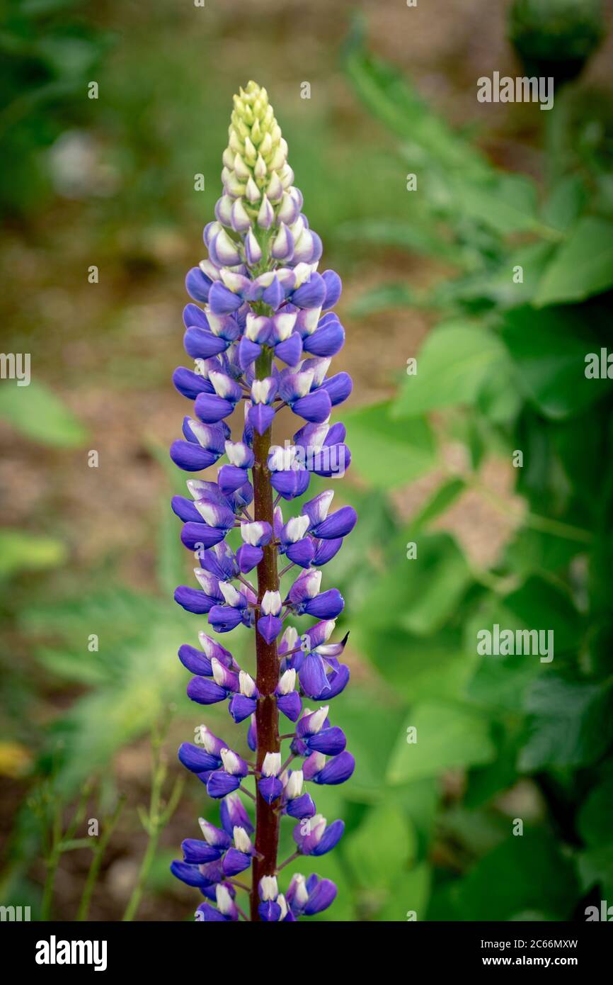 Blue lupin hi-res stock photography and images - Alamy