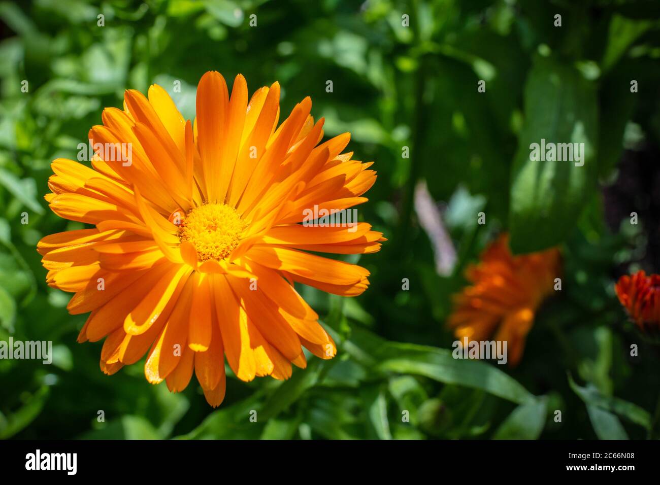 Orange calendula officinalis hi-res stock photography and images - Alamy