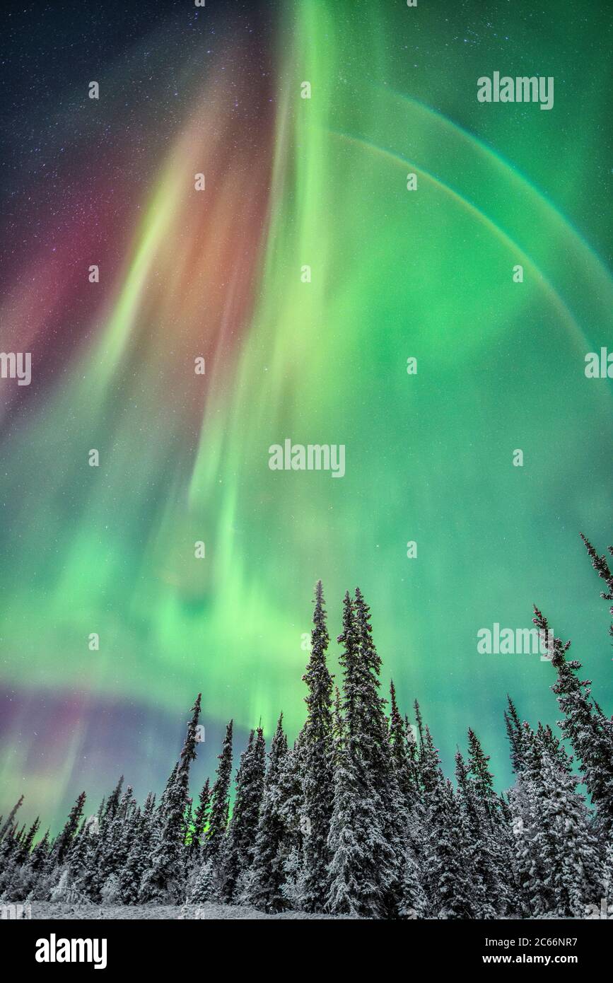 Northern lights over trees hi-res stock photography and images - Alamy