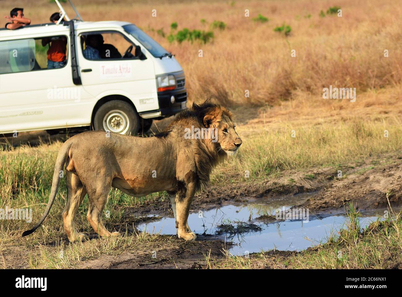 Masai Mara, Kenya - August 21, 2010 : Tourists in a safari minibus ...