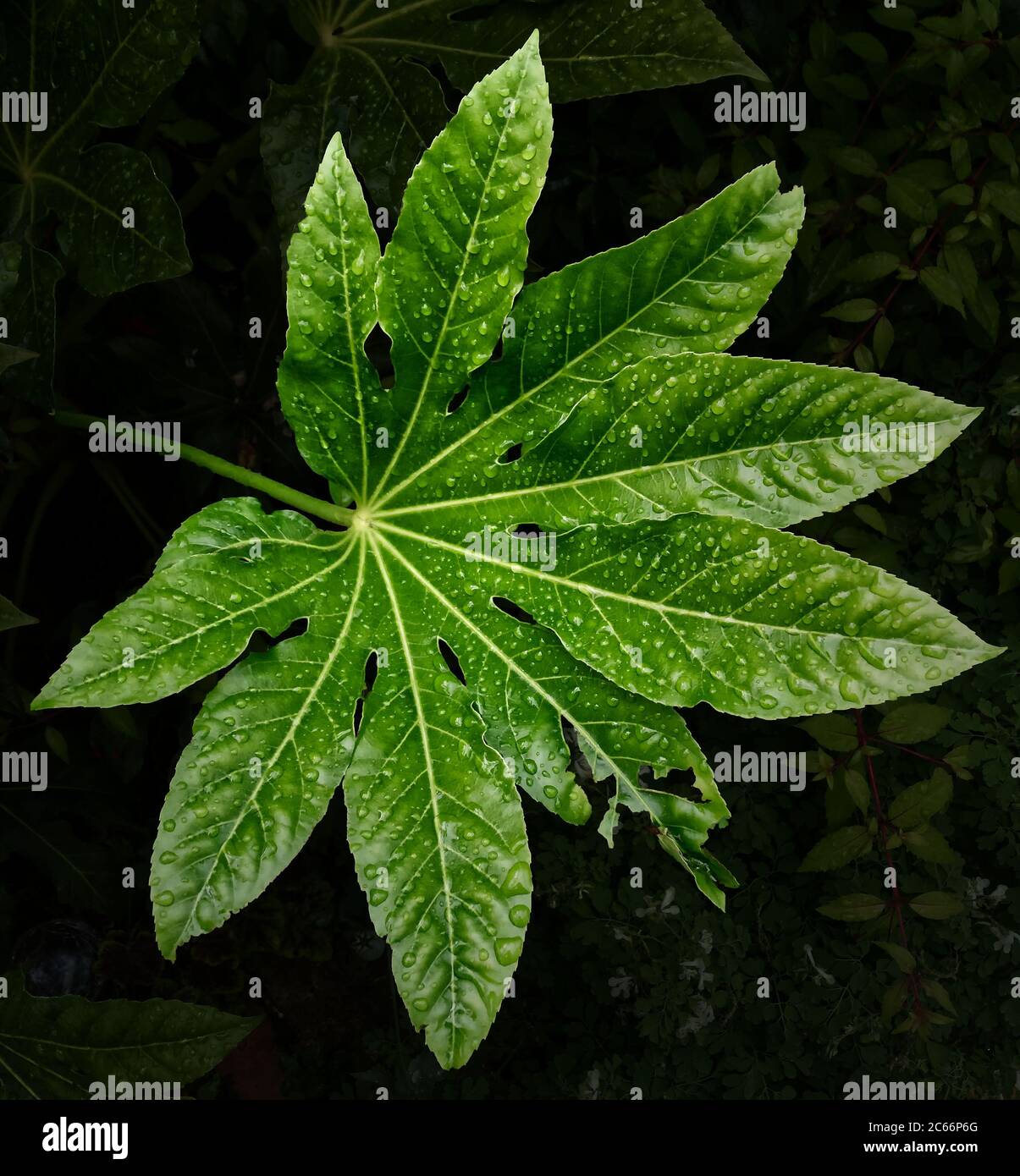Fatsia japonica leaf hi-res stock photography and images - Alamy
