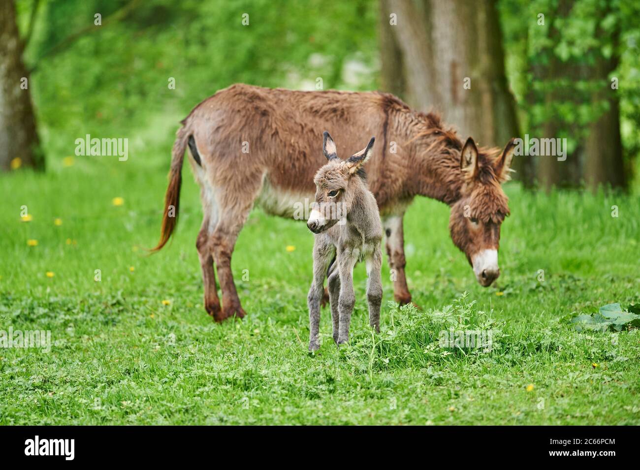Donkey Cub Meadow High Resolution Stock Photography and Images - Alamy
